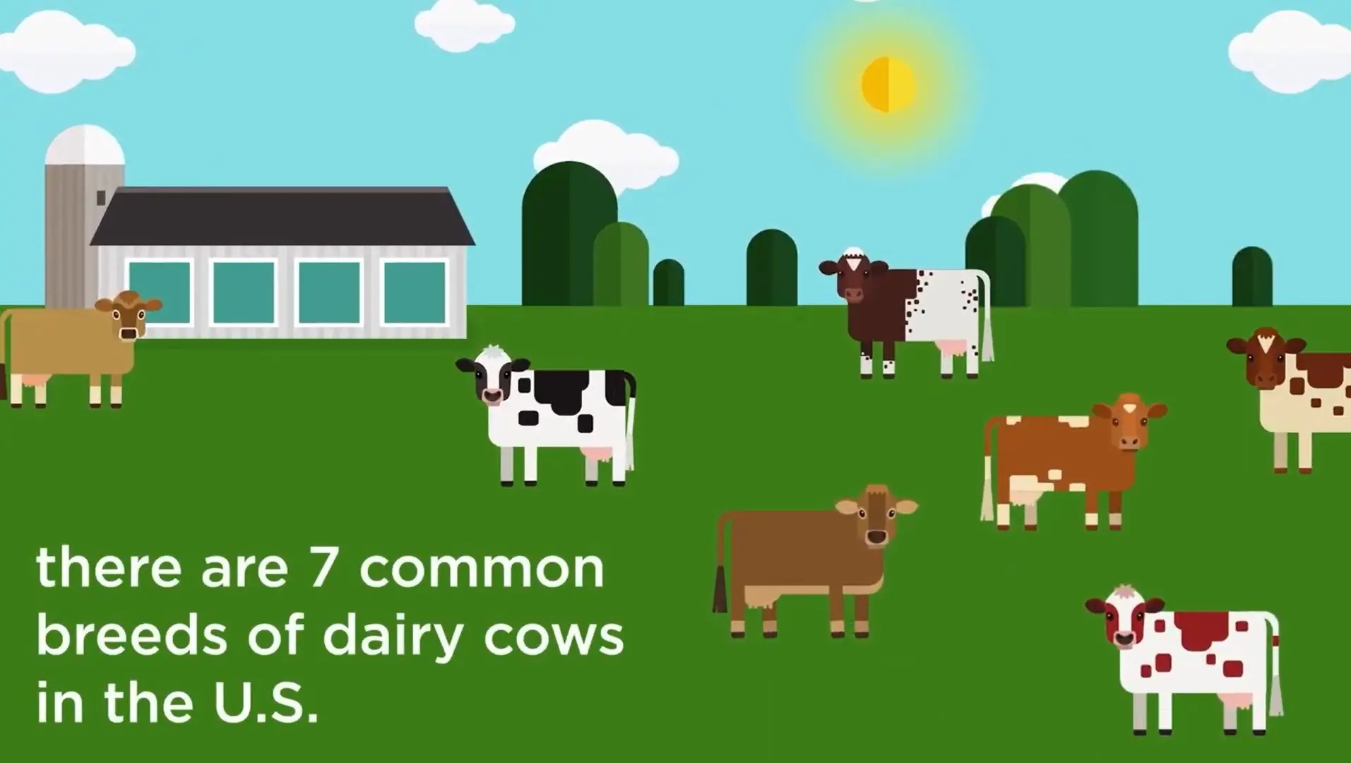 7 Breeds of Dairy Cows | Midwest Dairy