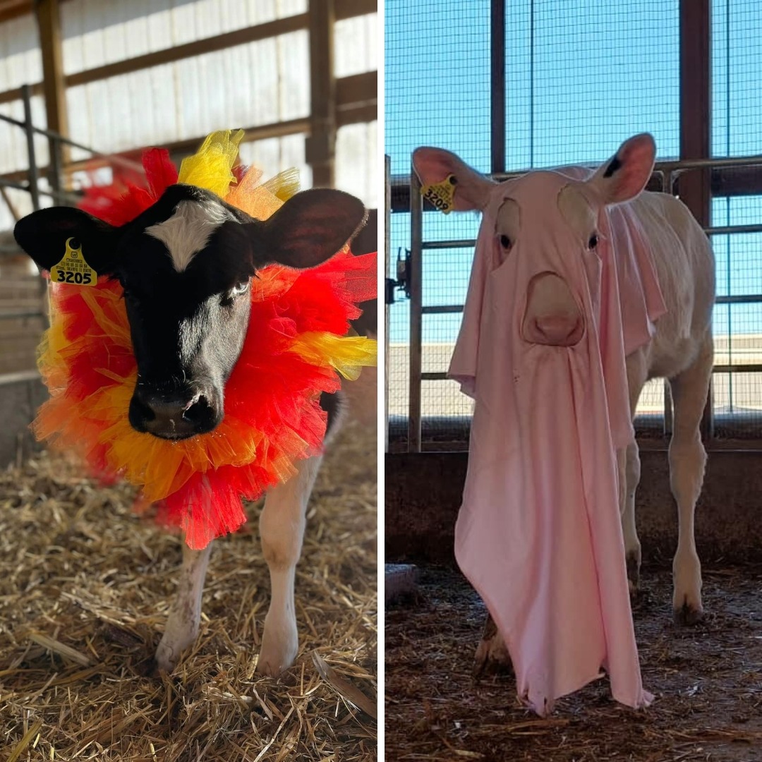 Adopt-A-Cow farmer makes a significant impact on inner-city youth