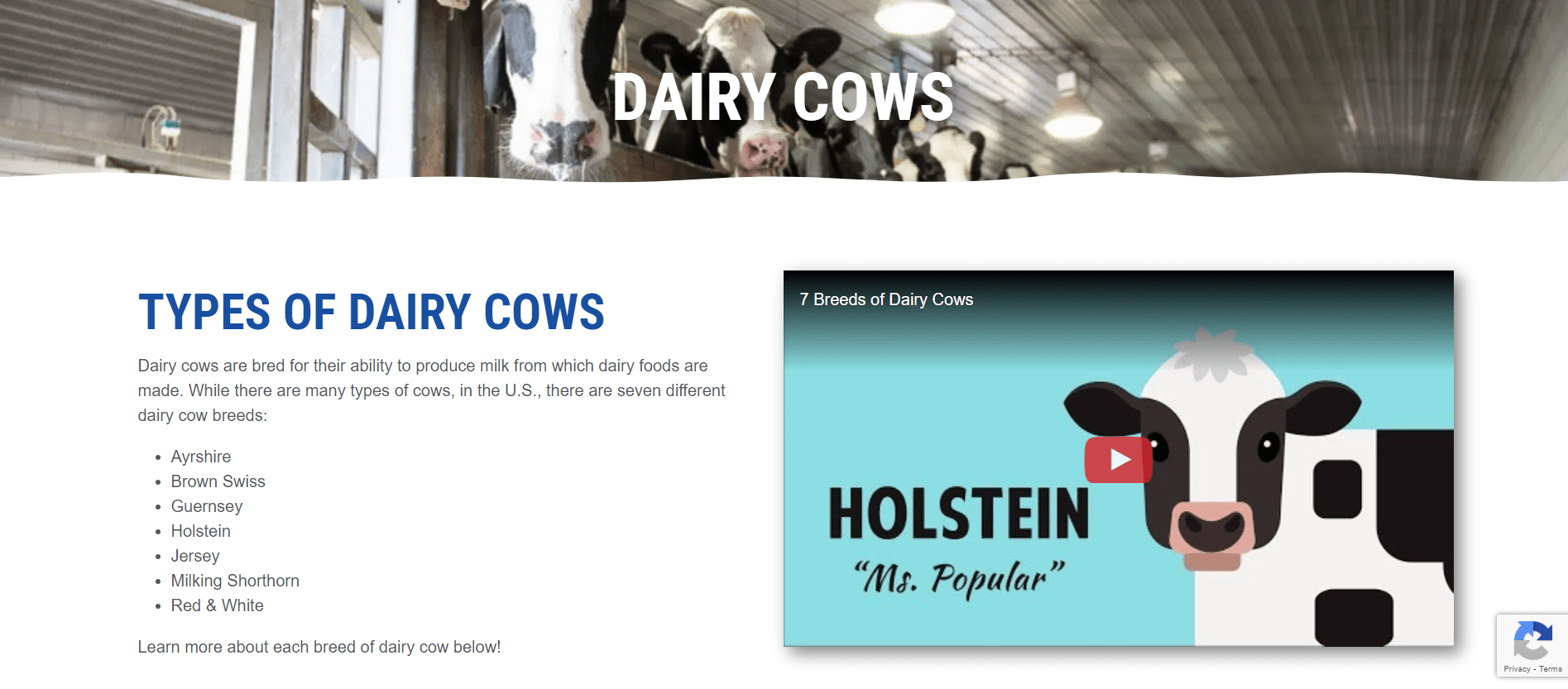 Dairy Cattle Breeds Info | Midwest Dairy