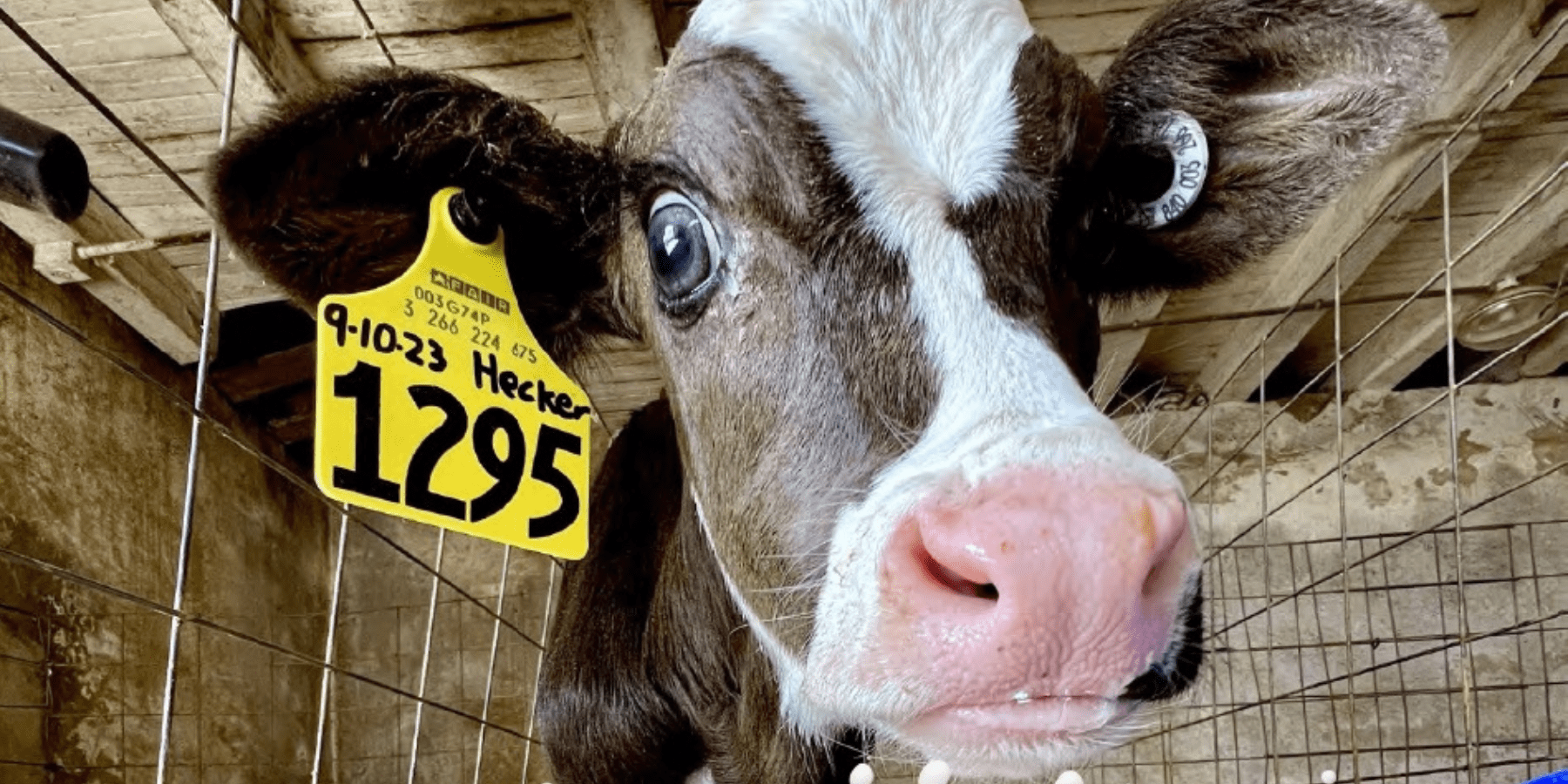 Adopt A Cow registration is open until September 15 | Midwest Dairy