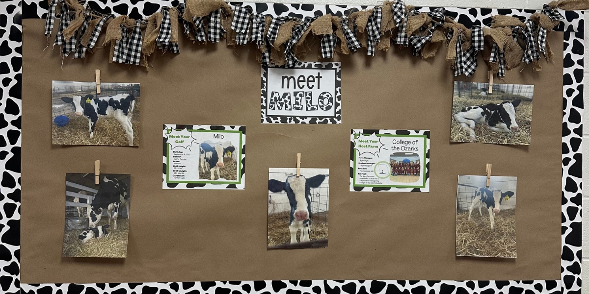 Adopt a Cow connects dairy to classrooms and communities | Midwest Dairy