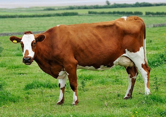 Dairy Cows - Midwest Dairy