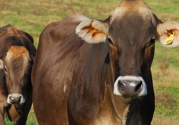Dairy Cows - Midwest Dairy