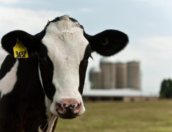 Farmer Stories | Midwest Dairy
