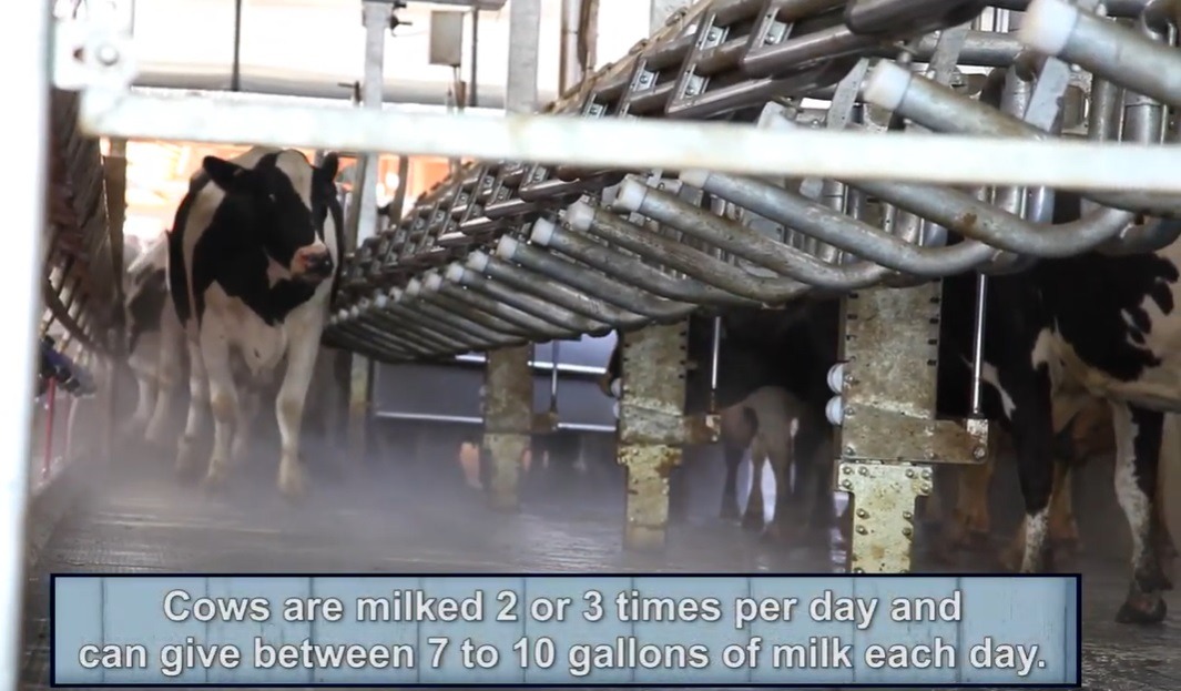 Dairy Farm Tour - Work | Midwest Dairy