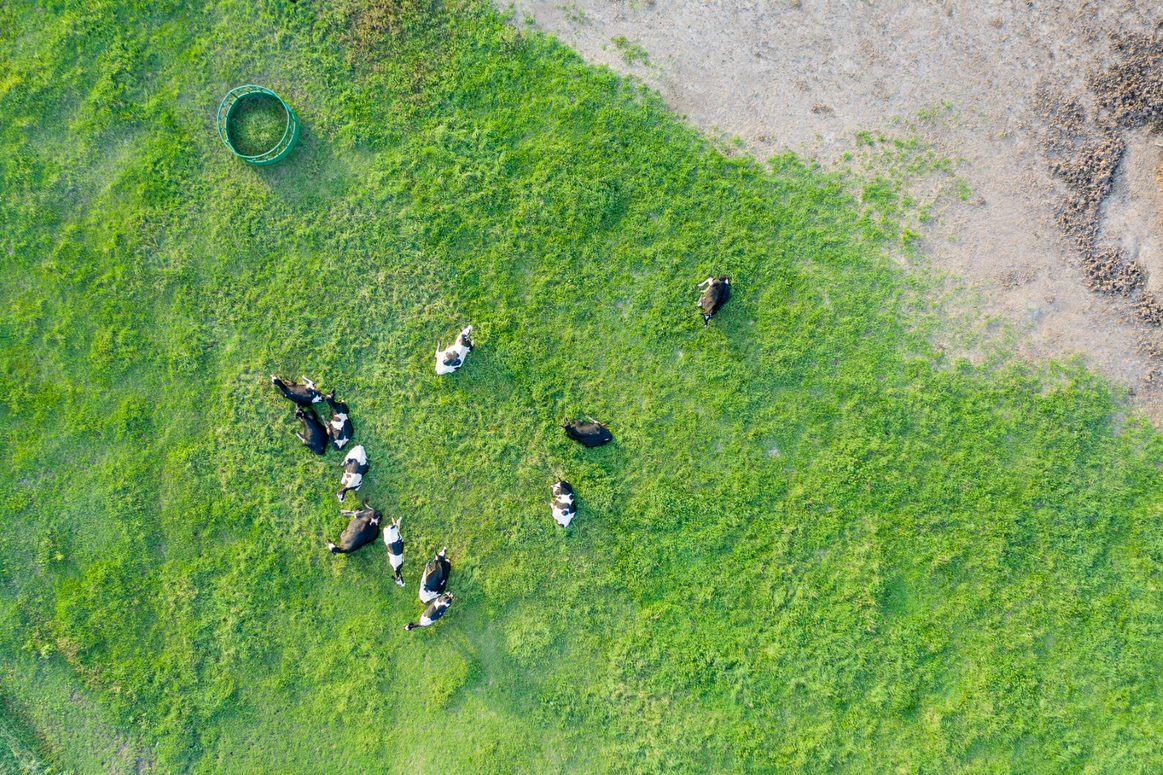 Sustainable Dairy Farming Practices Midwest Dairy