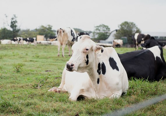 Dairy Cows - Midwest Dairy