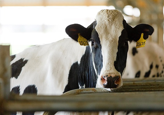Dairy Cows - Midwest Dairy