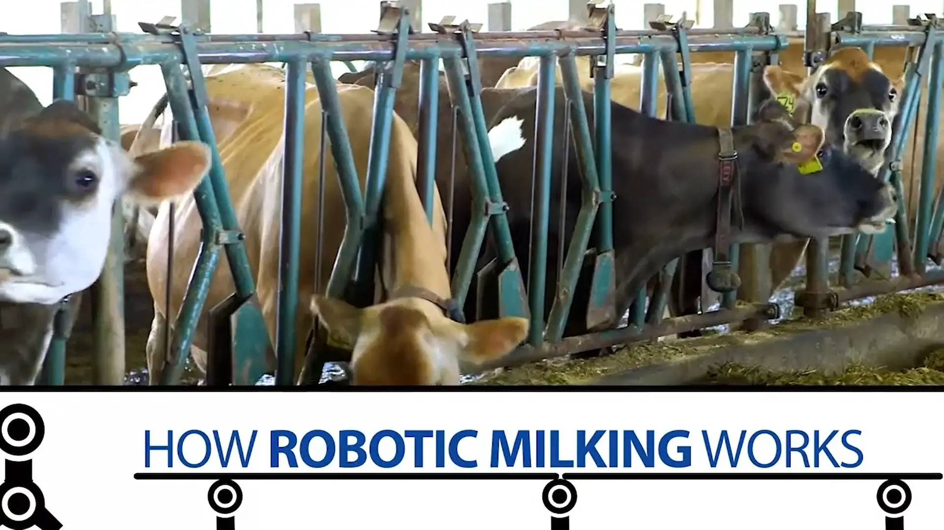 How Robotic Milking Works - Midwest Dairy