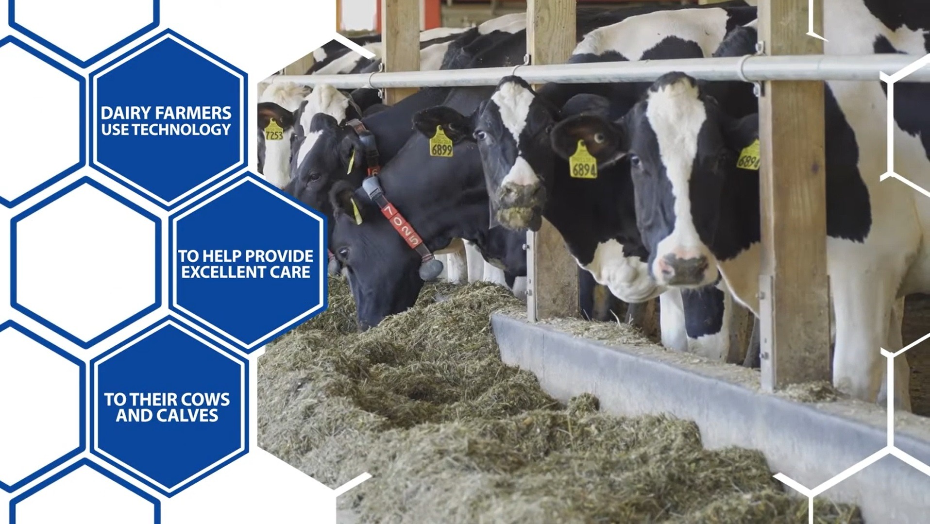 Modern Technology focusing on Cow Comfort | Midwest Dairy