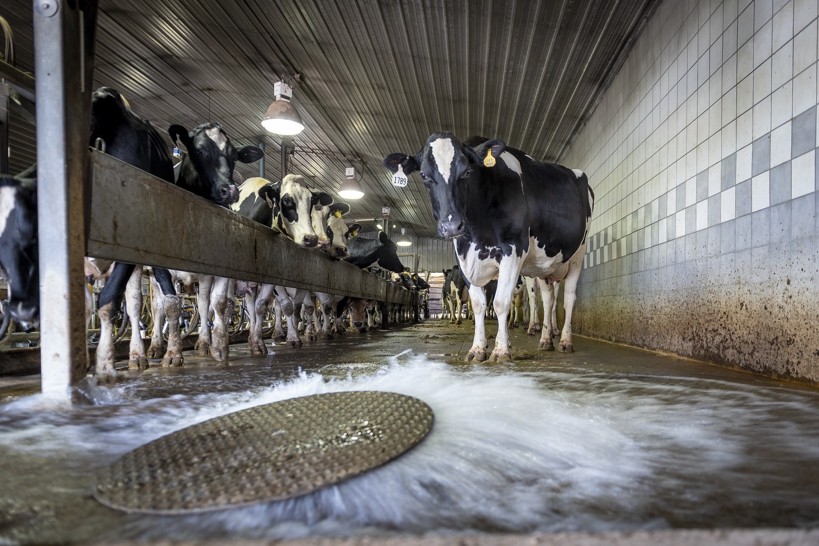 Sustainable Dairy Farming Practices | Midwest Dairy